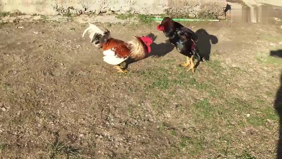 实拍两公鸡打架,打斗异常凶悍!