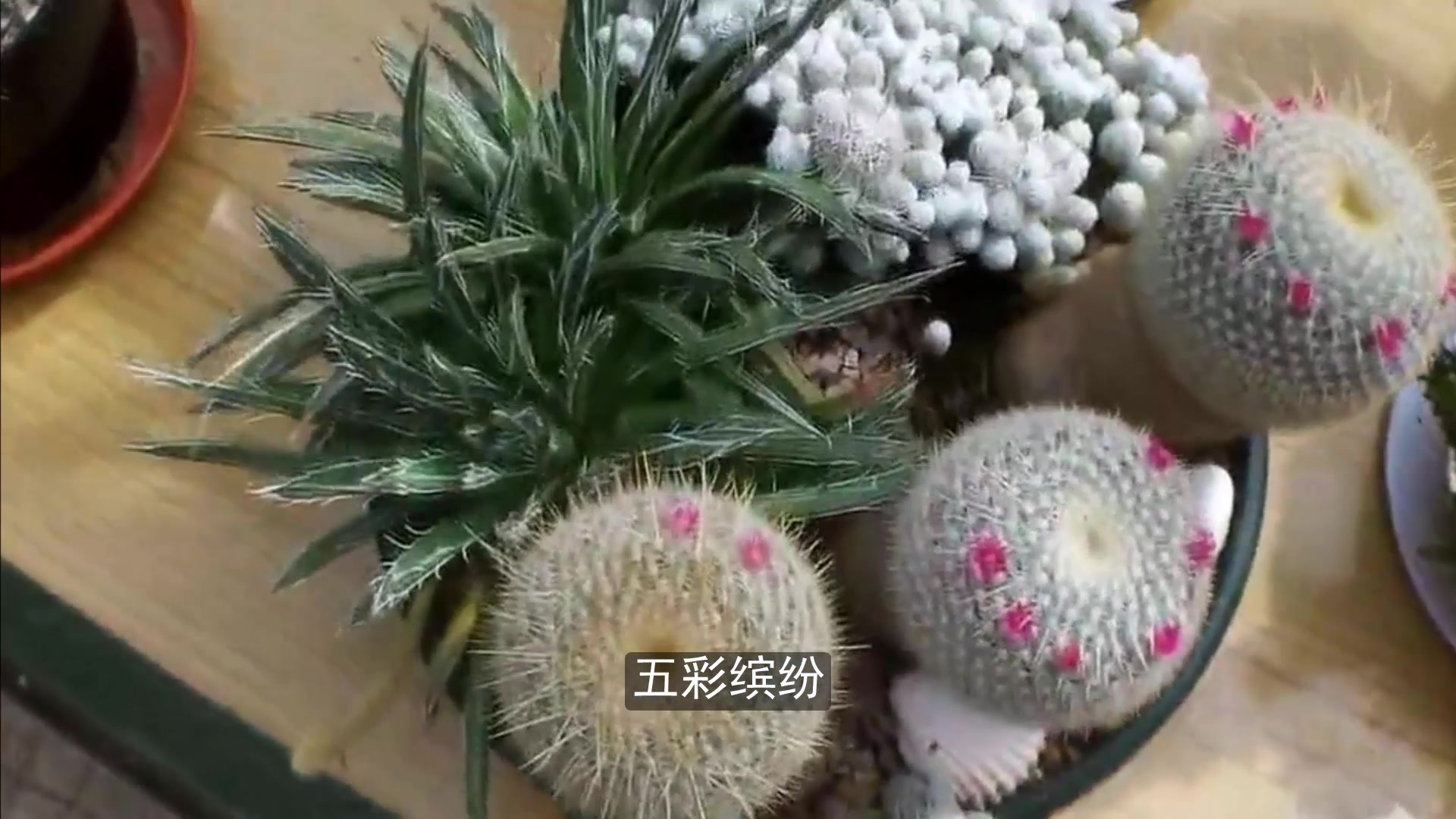 刘坚强儿童学《儿童简笔画(第2辑)》3-1 仙人掌