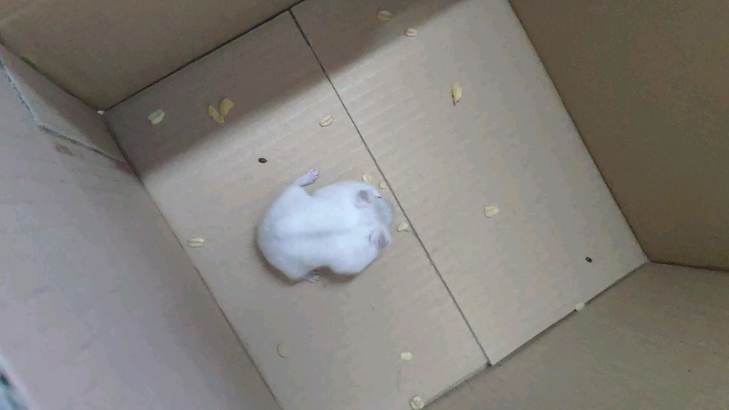 捡到了一只仓鼠,起名魏淑芬