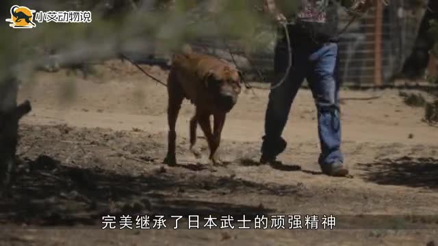 世界第一猛犬土佐,一招秒杀犬王藏獒,镜头拍下全过程