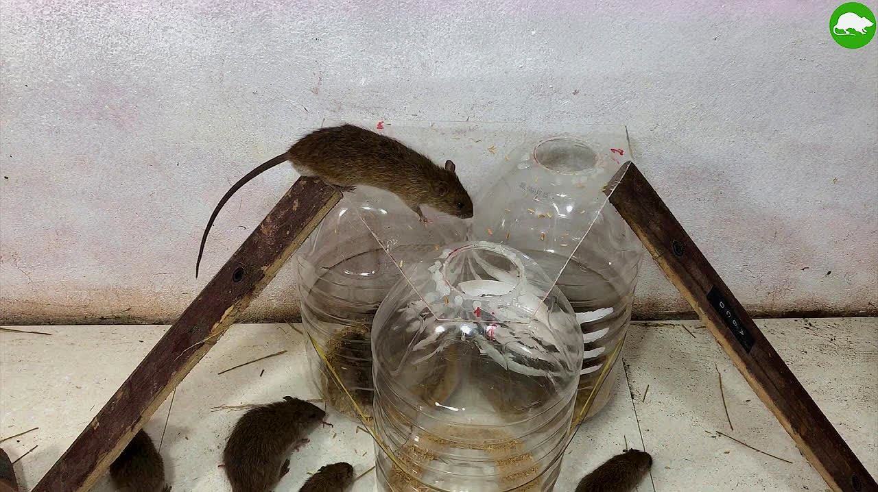 小伙用三个塑料瓶,制作简单的捕鼠器,抓的老鼠真不少