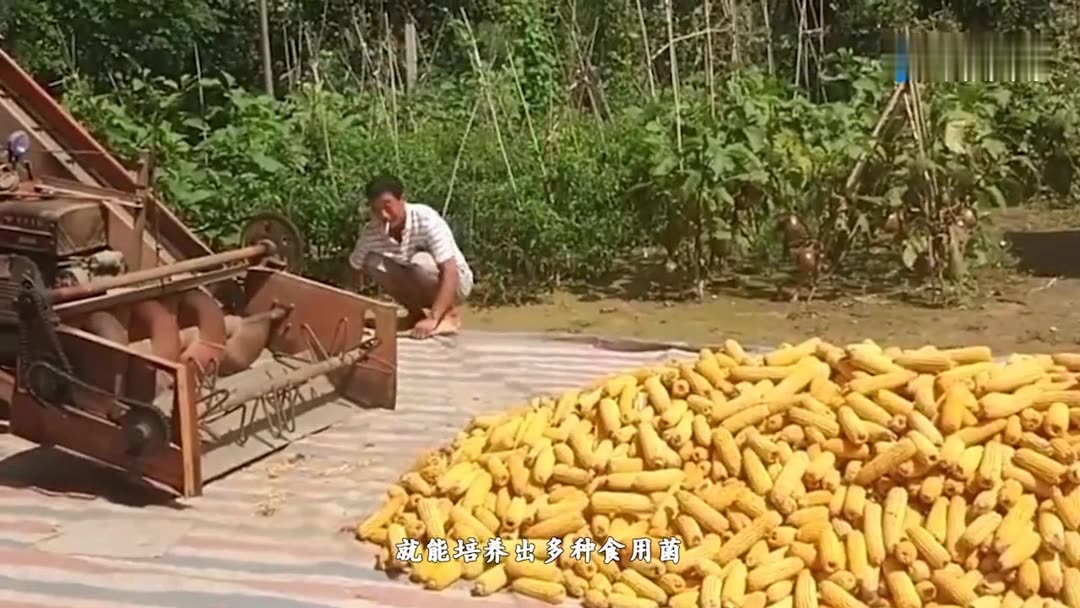 玉米芯不止能烧,还有这3大妙用,有人已经靠它发了财