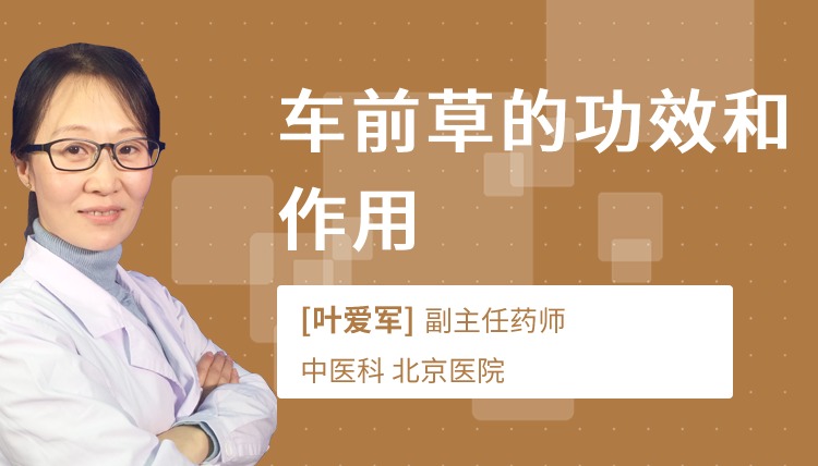 车前草的功效和作用