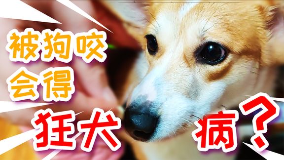 【科普】被狗咬,就会得狂犬病?真的是这样吗?