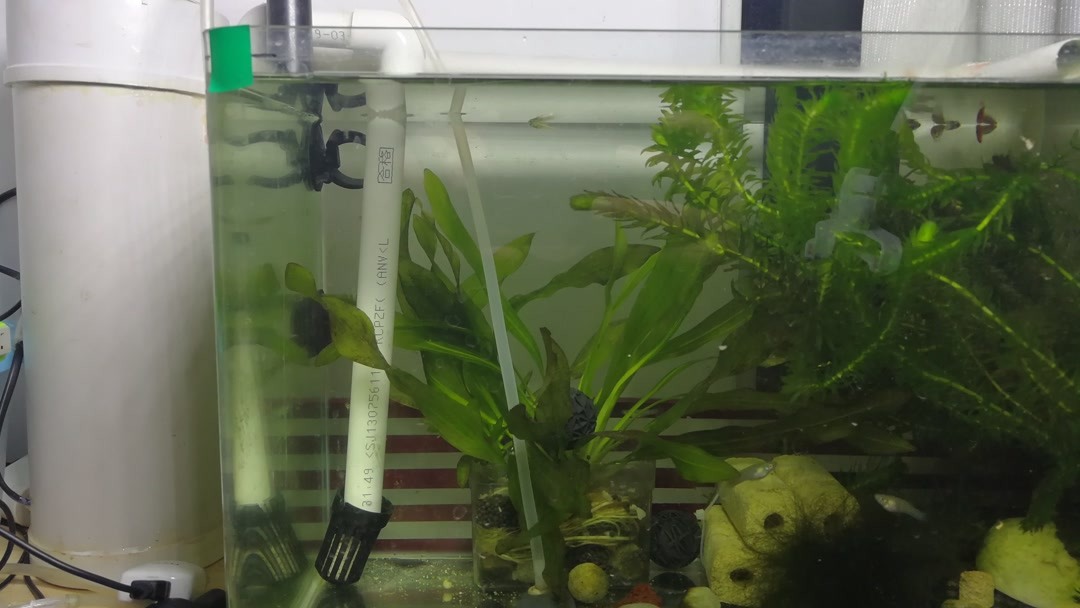 PVC管小鱼缸滤筒完成