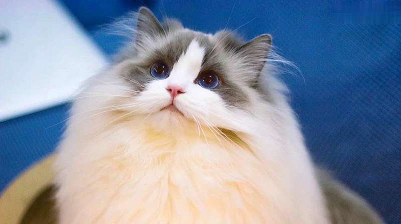 颜值超高的布偶猫,看一眼就沦陷,这是什么神仙美颜!