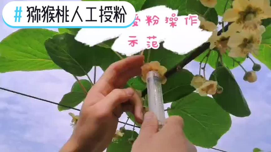 一个小小注射器解决猕猴桃授粉…#猕猴桃栽培技术
