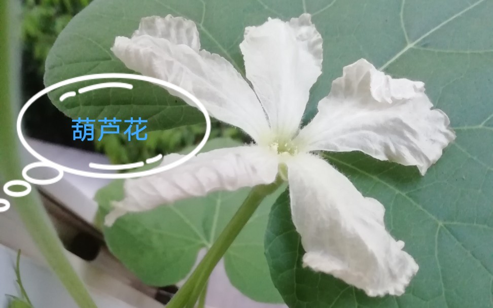 【植物成长】2月育苗的番茄和葫芦的生长记录