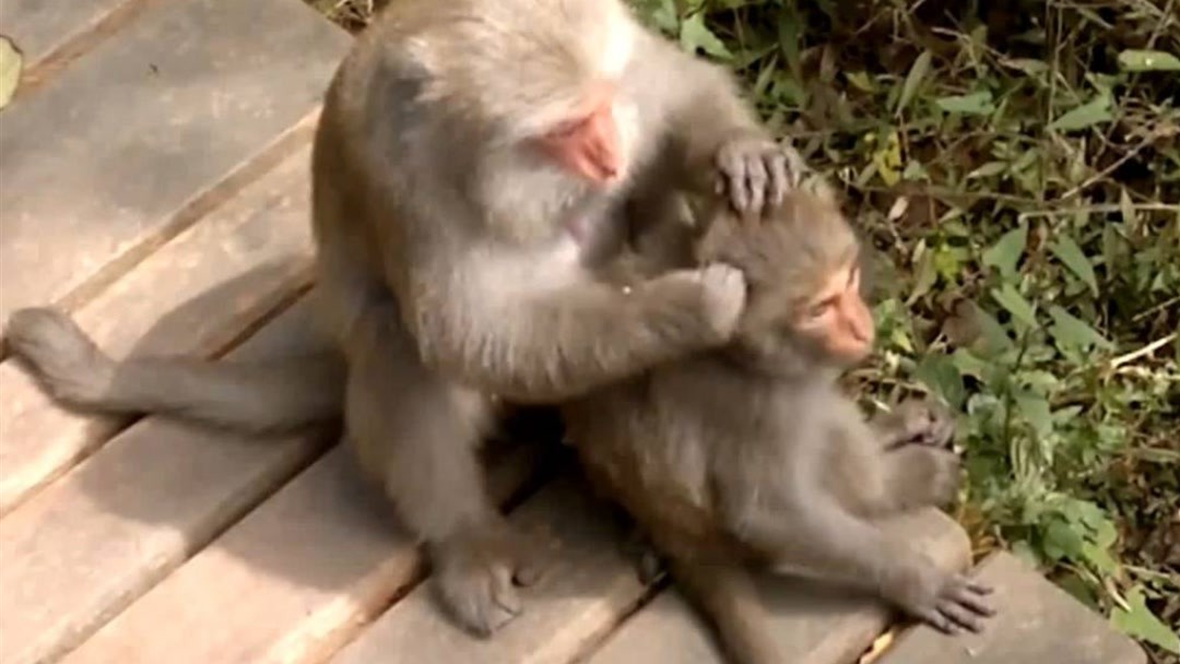 猴子第一次谈恋爱,看完让我泪流满面,这才是真实的动物爱情