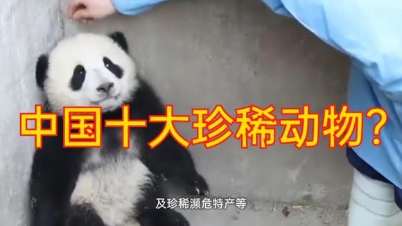 中国十大珍稀动物有哪些?你知道多少?来了解一下