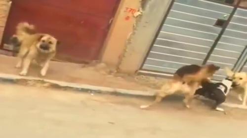 一群比特犬打架,隔壁小孩都看懵了!