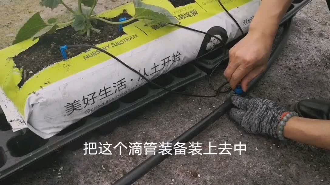 香瓜大棚滴管怎么安装?你们绝对想不到!