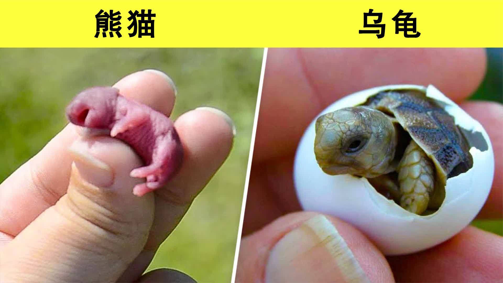 4种刚出生的动物新生儿!刚出生的熊猫