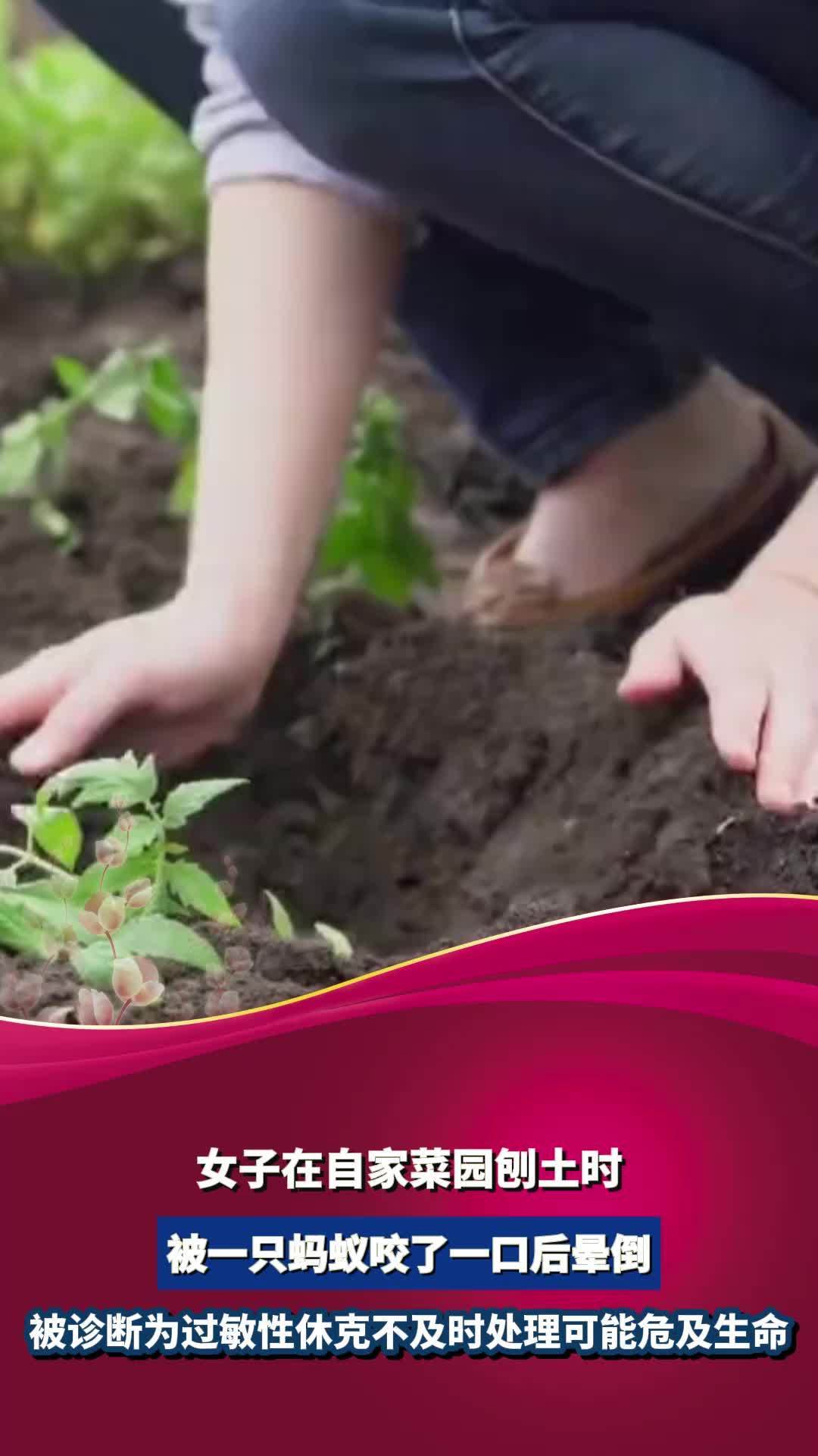女子在自家菜园里被蚂蚁咬了一口,休克晕倒,被诊断为过敏性休克