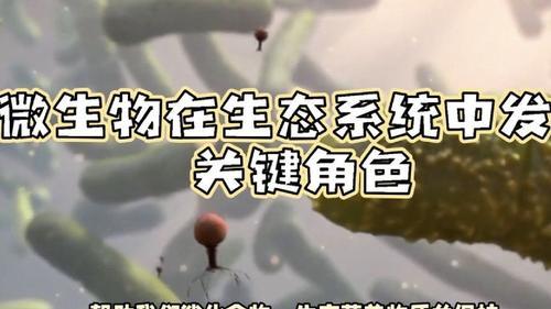 微生物的秘密世界:探索细菌