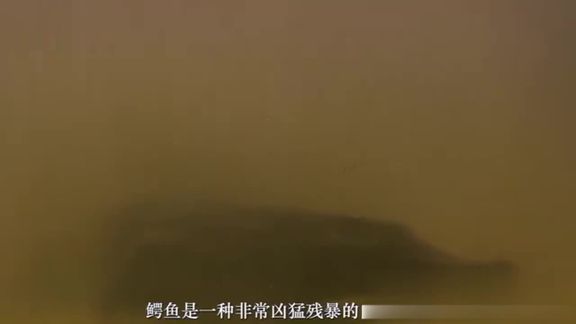 都是凶猛的两栖霸主,尼罗鳄和湾鳄对决,谁更厉害?