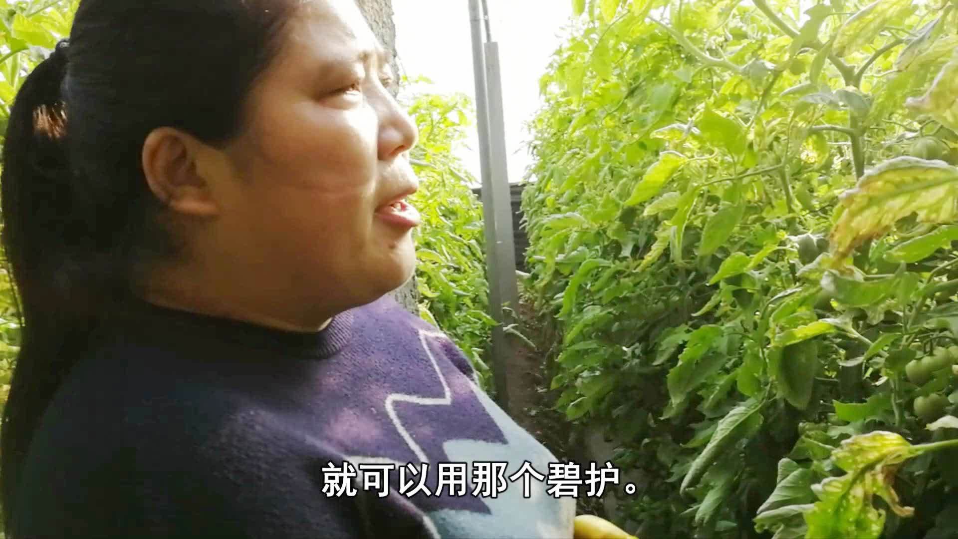 农药使用不小心,出现药害怎么办?