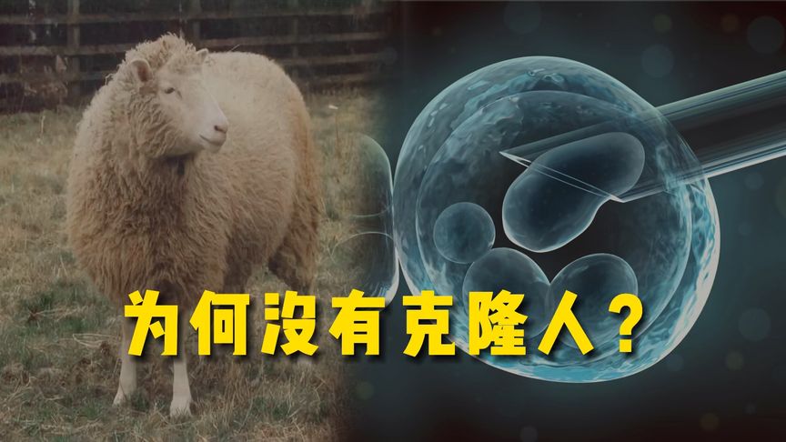 克隆羊多莉已成历史,为何至今也没有克隆人?