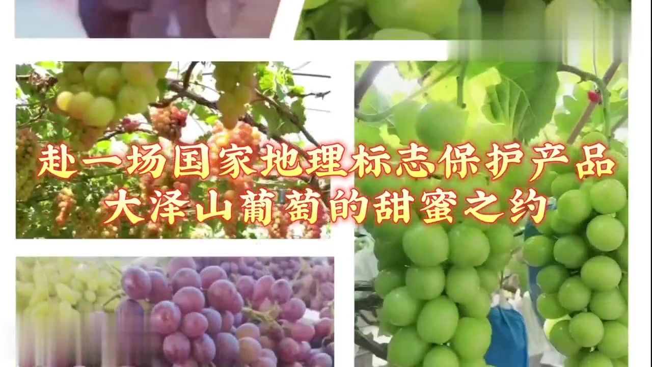 Ai平度@邂逅属于国家地理标志保护产品大泽山葡萄的浪漫!