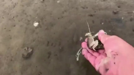 小伙子赶海抓不到大货,就抓了一只皮皮虾!