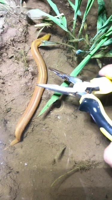 82年的钢丝夹出征,正在直播中,喜欢户外的双击加关注!点头像看直播le