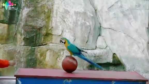 云门山趣味动物表演,这些小动物能获得小心心吗ߘ