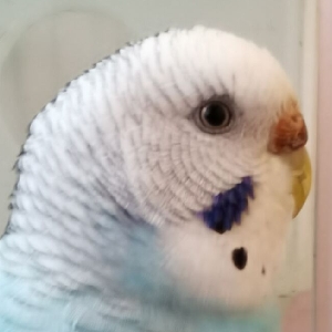 小虎皮一家 