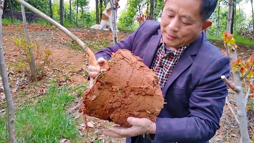 树苗怎么都种不活?可能是买到了“假土球”,分享苗木常见骗局