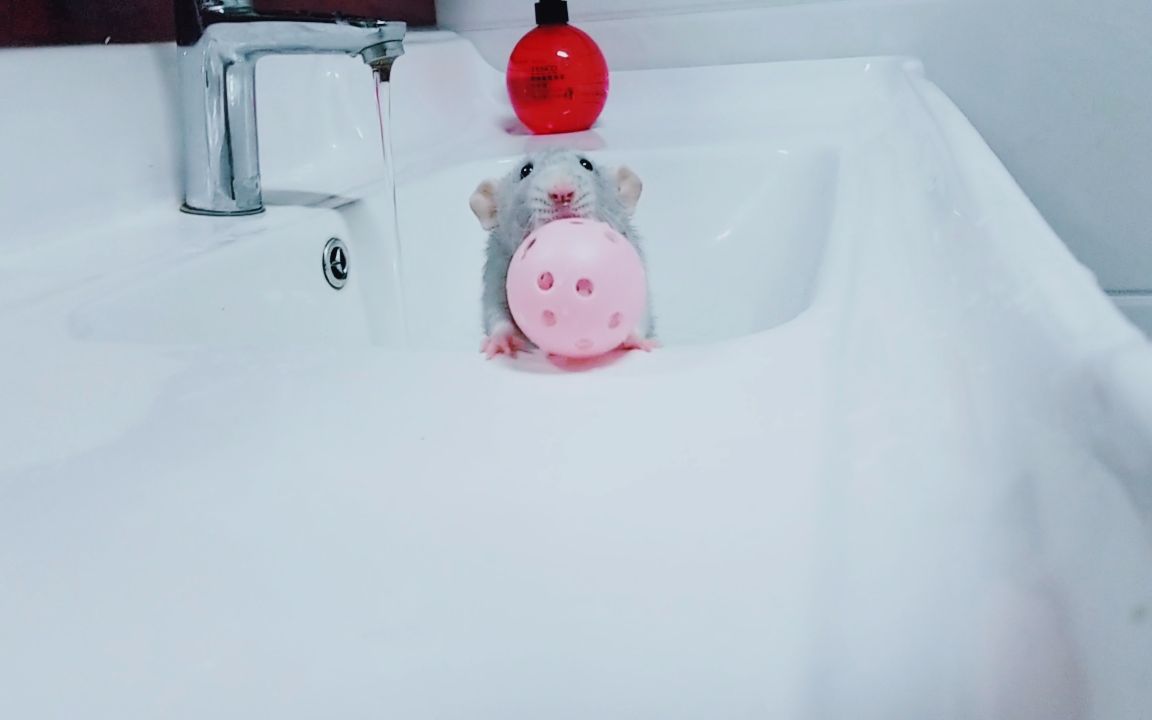 【恐水症救星】水中营救~解决你家鼠子怕水的问题~~