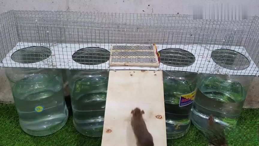 下注啦。自制简易捕鼠器,猜猜四个管子哪个掉的多