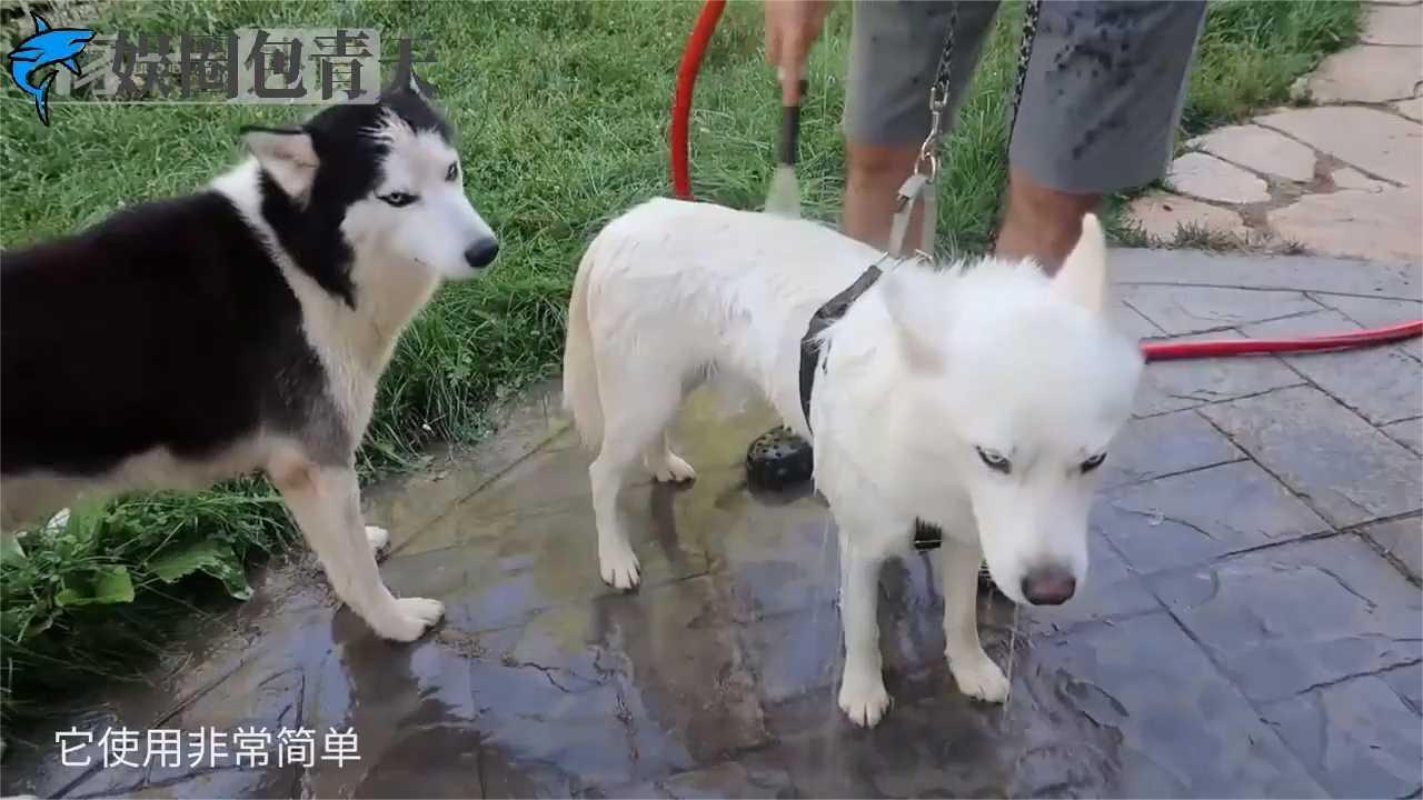 给狗狗洗澡的快捷方式之一,有了它,再也不怕狗狗不.