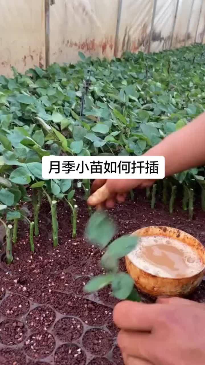 养花 花卉 盆栽 种植 花卉绿植 无土栽培 种苗培育 扦插 家庭养花