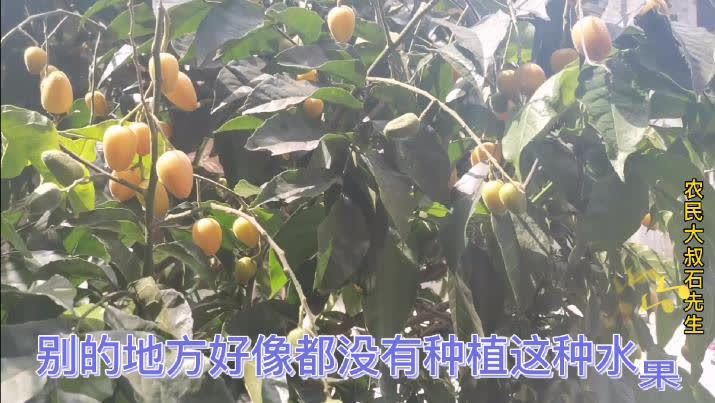 石先生最期待的夏季水果马上成熟了,果树从开花到结果是这样子的