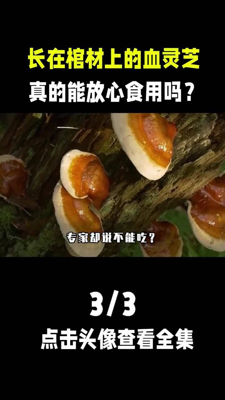 四川村民挖出"血灵芝",长在棺材上的灵芝,能安全食用吗(下)