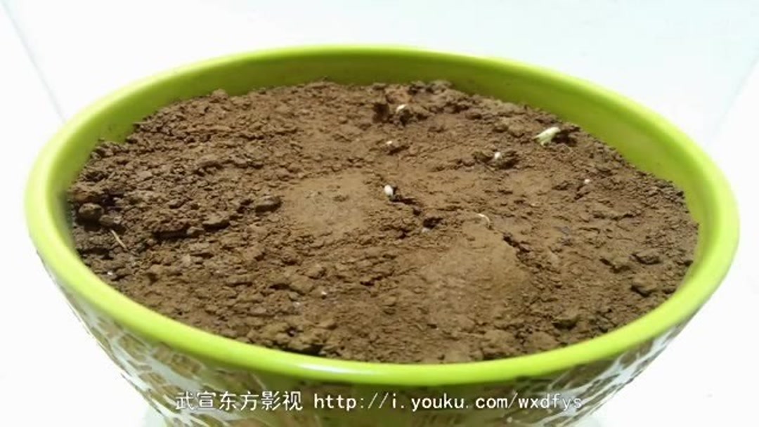 绿豆发芽过程(二)