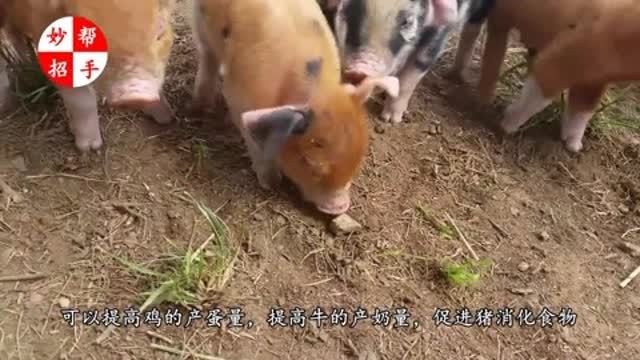 松柏树针和花有什么用处