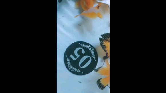 给鱼缸消毒方法(二)