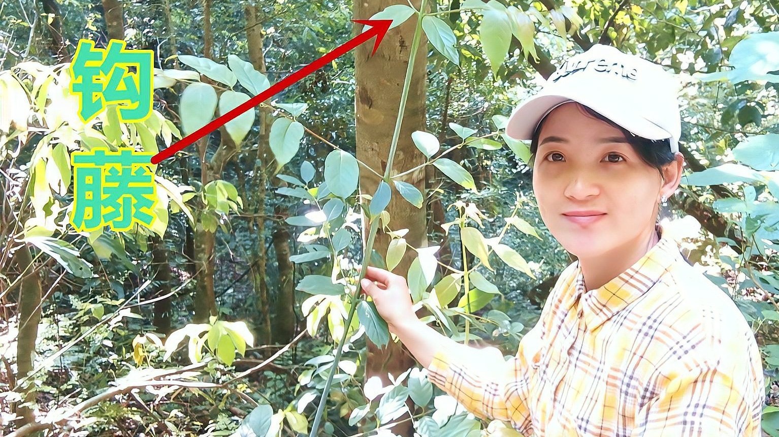 生命力顽强的钩藤,对35岁以上人群帮助大,可惜很少人懂它作用