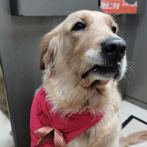 金毛囡囡的智障生活 