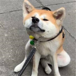 家有秋宝陈single