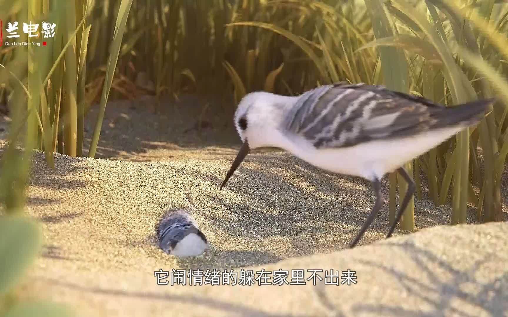 奥斯卡最佳动画《鹬》:超级萌呆的小鸟,不信看完视频