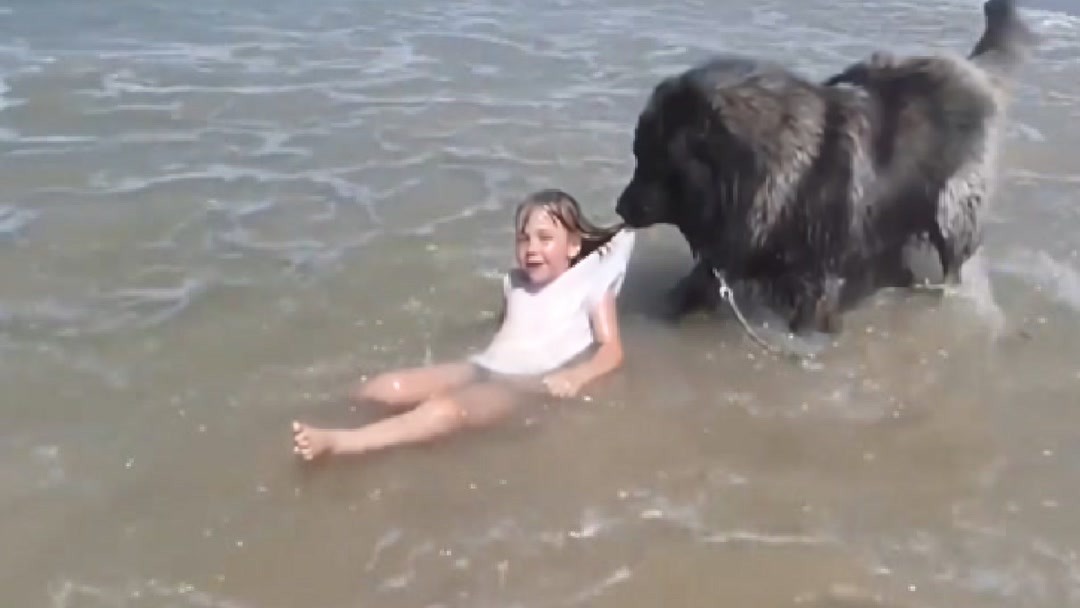 女孩溺水濒临死亡,危险时刻狗狗将其救起,镜头记录感人过程!
