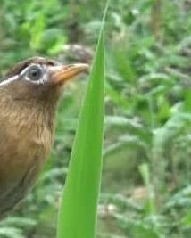 ...共查获397只野生画眉鸟,竹鸡2只,初立林业行政案件111起。近年来...