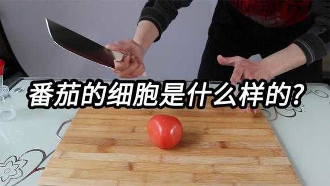 将番茄切开放到显微镜下会看到什么?番茄内部的迷你细胞世界