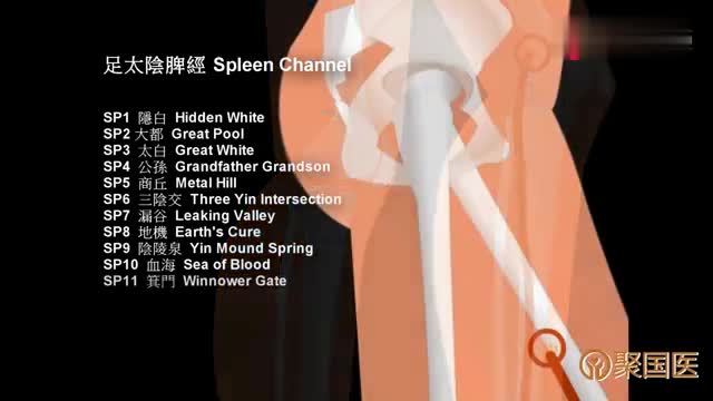 十二经脉-足太阴脾经3D动图及各穴位说明
