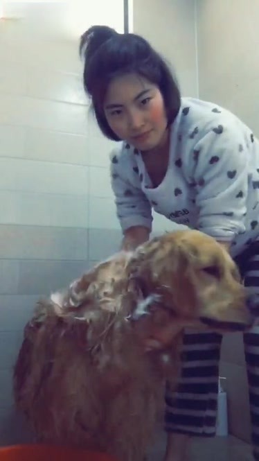 给狗狗洗澡真是个大工程,怪不得宠物店洗澡那么贵呢,确实累啊、