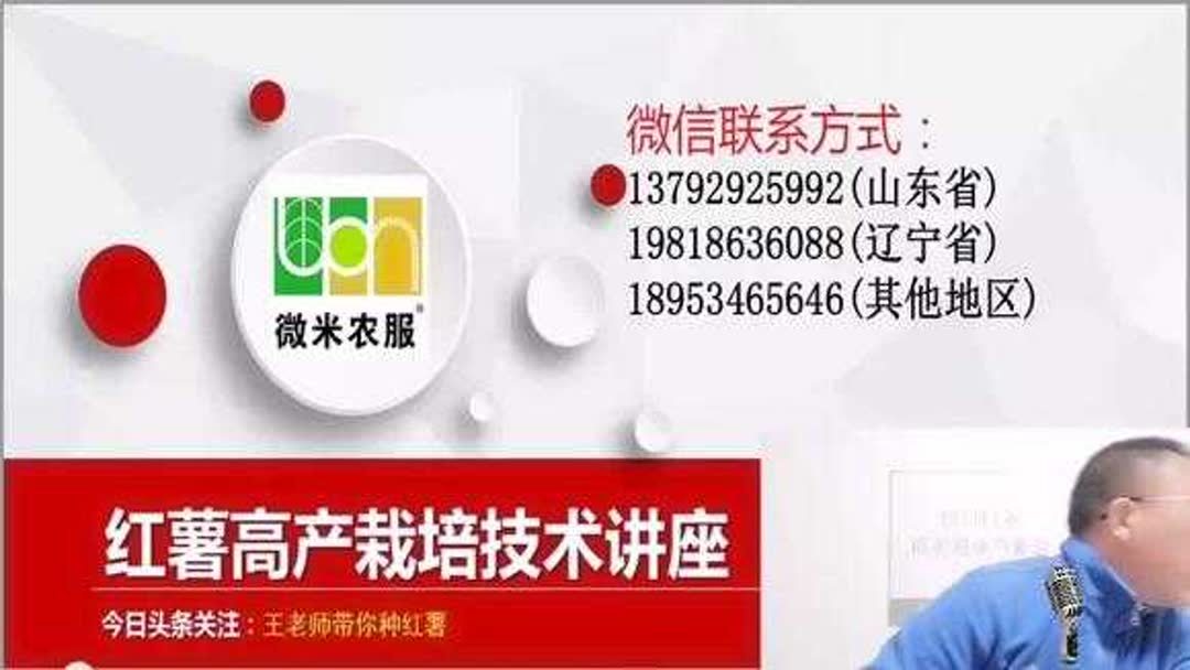 多出苗、育壮苗的神操作?高产红薯栽培技术讲座第二讲揭晓答案。
