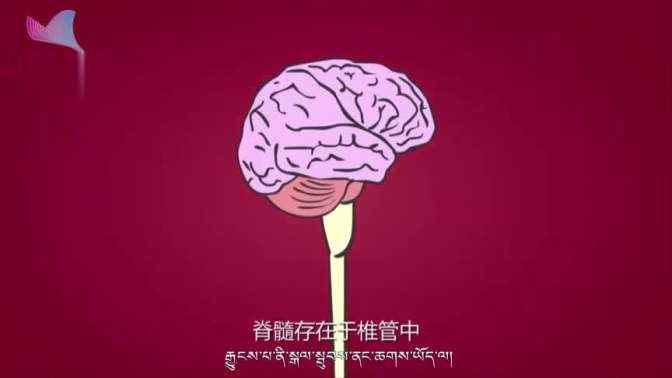 人体神经系统的组成