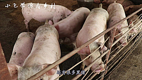 养猪业是我国农业中的重要产业, 对保障肉食品安全供应有重要作用