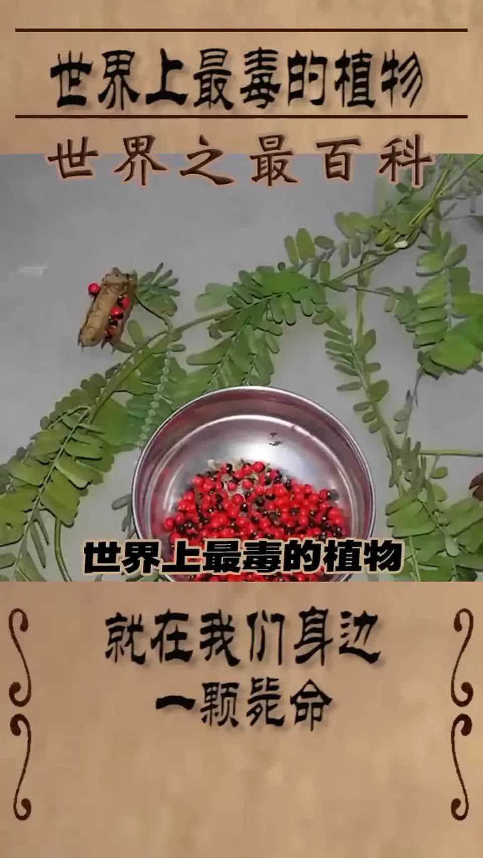 世界上最毒的植物,就在我们身边,一颗毙命,看到千万不要吃